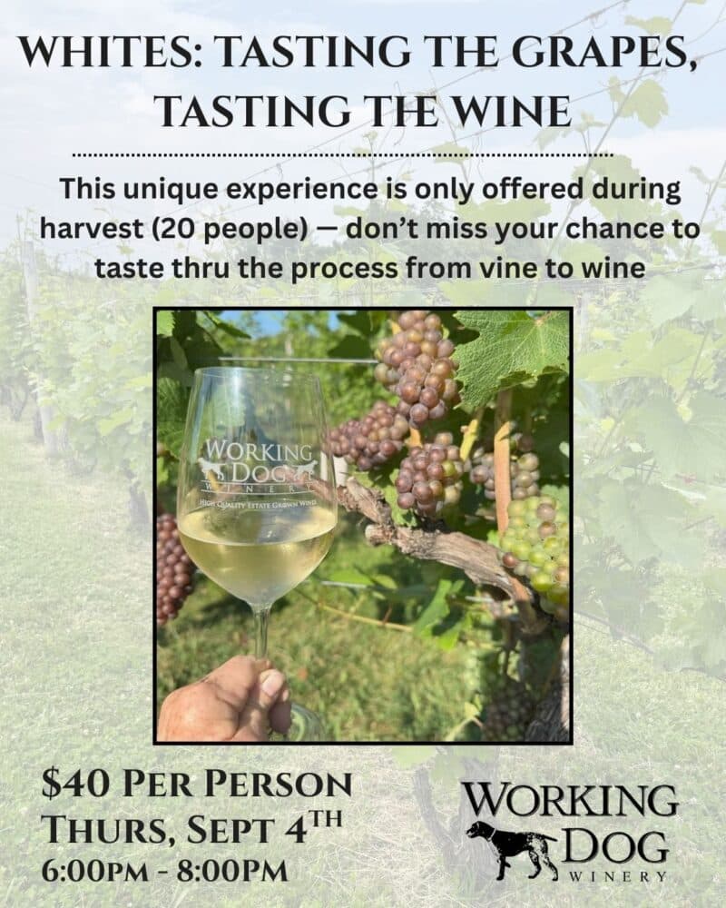 White Wine - Tasting the Grapes, Tasting the Wine - Garden State Wine ...